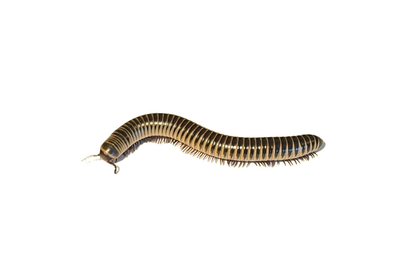 Ivory Millipede – CareBugs