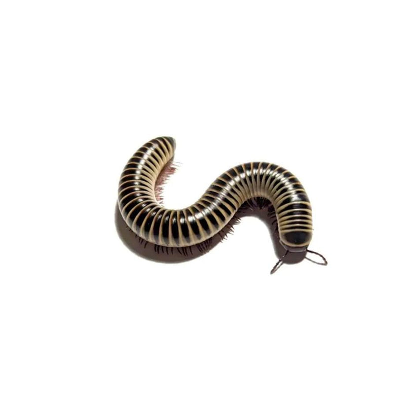 Ivory Millipede – CareBugs